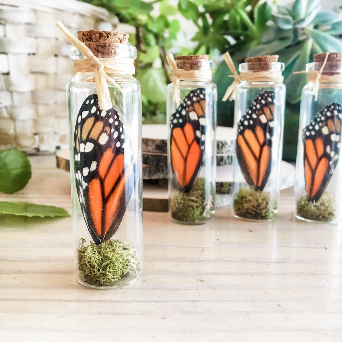 Monarch - Bottled Wing – Anise Designs