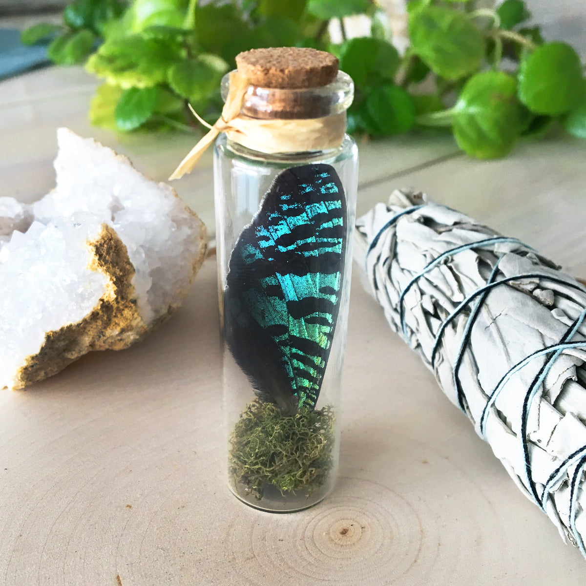 Sunset - Bottled Wing – Anise Designs